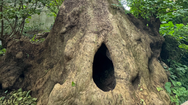 神が降りる「首里金城の大アカギ」の木｜キングカズ「King Kazu」｜coconalaブログ