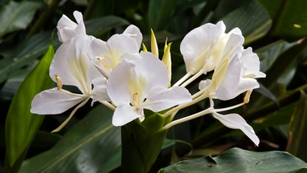 「慕われる愛」｜紫光【SHIKO】遠隔透視鑑定士｜coconalaブログ