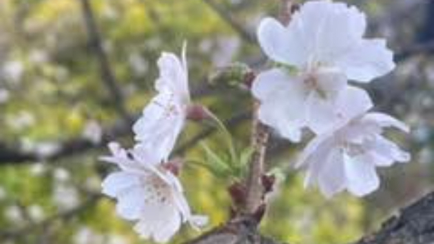 Shylphシルフブログ一覧｜coconalaブログ