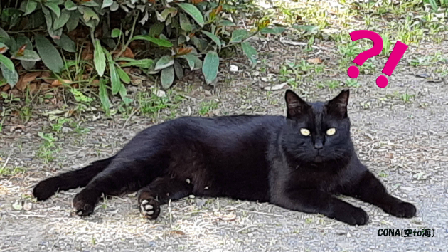 『GW対応中です』(=^・^=)GWっていつまでニャの？｜CONA．｜coconalaブログ