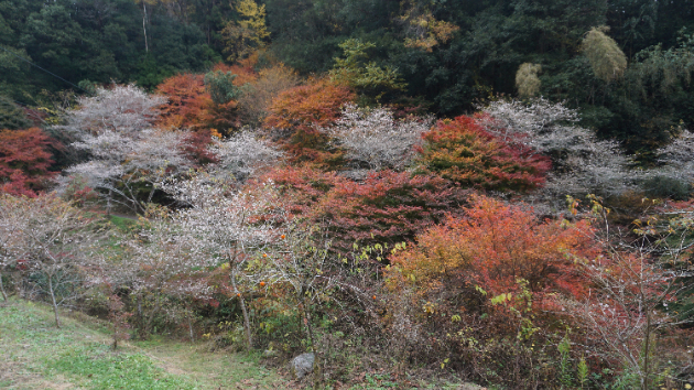 コロナ・バブル｜石井 仁｜coconalaブログ