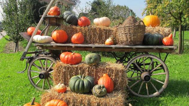 立体かぼちゃ｜＊Teo＊｜coconalaブログ