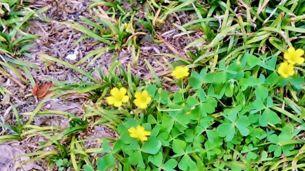 晴れの日も雨の日も｜〇〇の森 blog_hoshi｜coconalaブログ