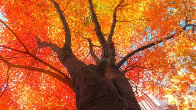 格言｜占い師 導春｜coconalaブログ