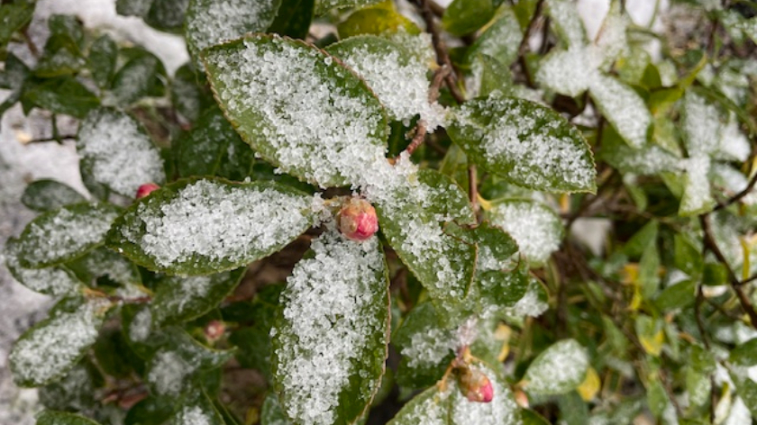 お隣さんのお引越し｜キャリアコンサルタントShino｜coconalaブログ