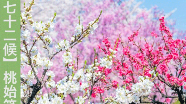 1263.『桃始笑（ももはじめてさく）』｜RemoteViewer導与 ｜coconalaブログ