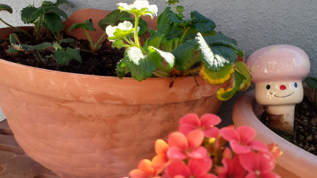 お久しぶりになりました（^^；｜みどり＠0809｜coconalaブログ