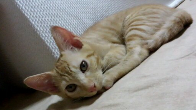 「好き」を仕事にするための3つの大切なこと｜願望叶えるmasakoのタロット｜coconalaブログ