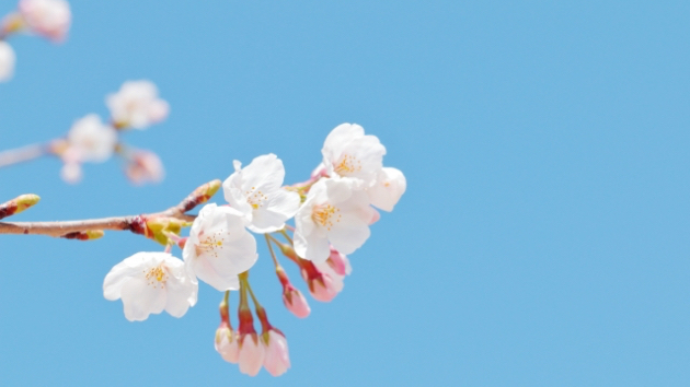 【ほのぼの日記通信♡第619号】WBCおめでとうございます♡｜まーsa。♡ほのぼのブログ毎日配信♡｜coconalaブログ