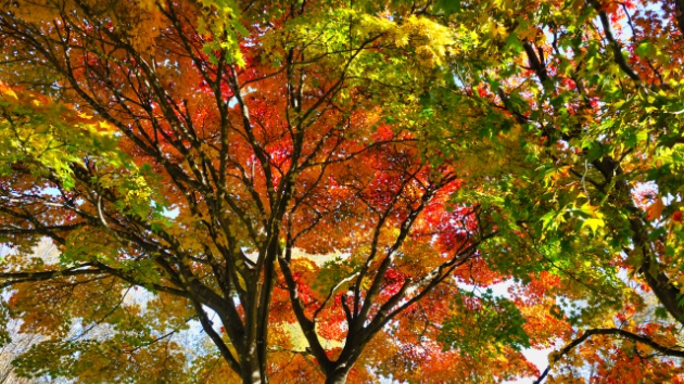 【ほのぼの日記通信♡第853号】紅葉見はコーヒーが良い？♡｜まーsa。♡ほのぼのブログ毎日配信♡｜coconalaブログ