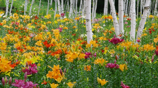 丹光の前面がシルバーホワイトの閃光の人々｜ariosu｜coconalaブログ