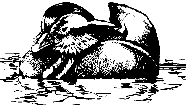 MandarinDuckStudioブログ一覧｜coconalaブログ