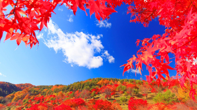 格言｜占い師 導春｜coconalaブログ