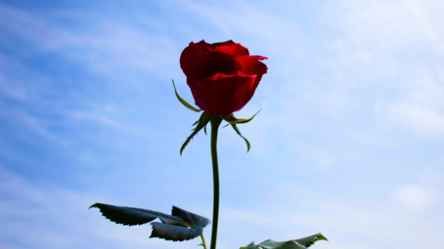 【透視タロット占い】わたしと彼の近未来｜広瀬可菜（タロット占い師）｜coconalaブログ