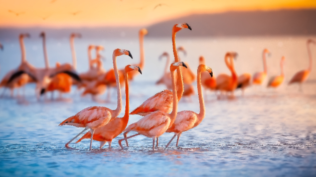 克服への第一歩となる小さな成功体験の積み重ね方｜あなたの居場所になれる空間＊aki＊｜coconalaブログ