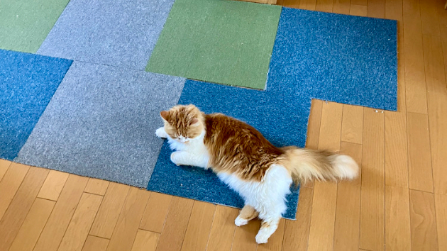 新サービス出品！！｜keiuitoken｜coconalaブログ