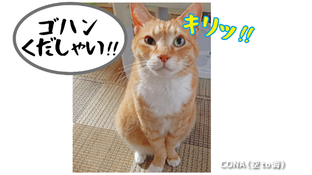 ネコ達の主張( ・`д・´)｜CONA．｜coconalaブログ