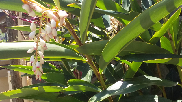沖縄 サンニン(月桃)の知れば知るほどすごいパワー｜happy かりゆし｜coconalaブログ