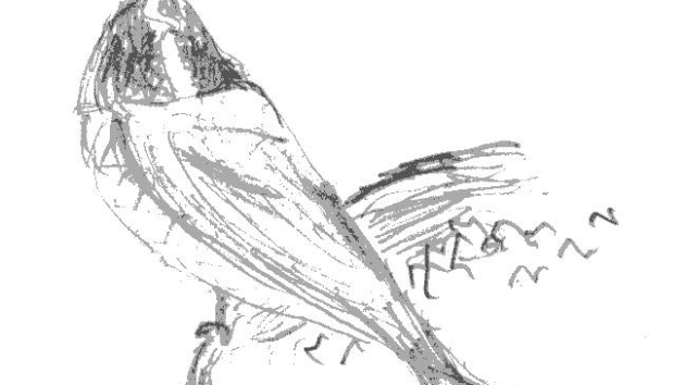 ある山雀親子だろうの想い出｜nuneno｜coconalaブログ