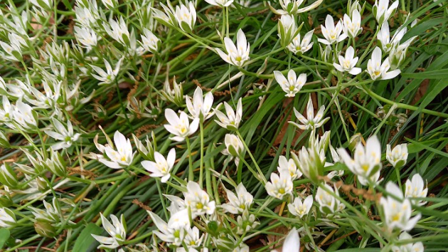 17日～19日お休みをいただきます｜herbraffia｜coconalaブログ