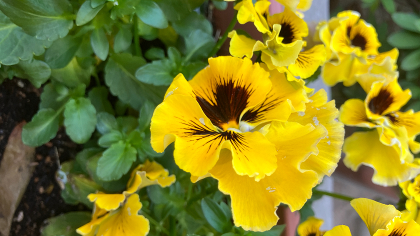 デザイナー春を感じる時｜ryuan1997｜coconalaブログ