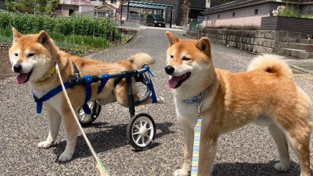 まるで獣医さんみたいです^^｜株式会社Amtrix（アントリックス）｜coconalaブログ