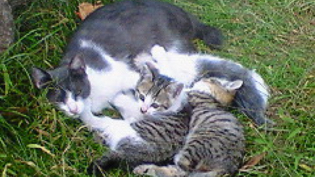 1265.のらちゃんにゃんこ｜RemoteViewer導与 ｜coconalaブログ