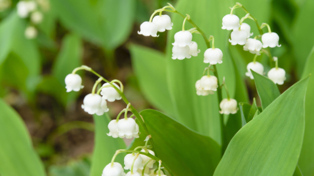 「再び幸せが訪れる」｜紫光【SHIKO】遠隔透視鑑定士｜coconalaブログ