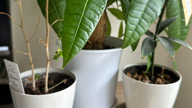 乙丑日｜marina2008｜coconalaブログ