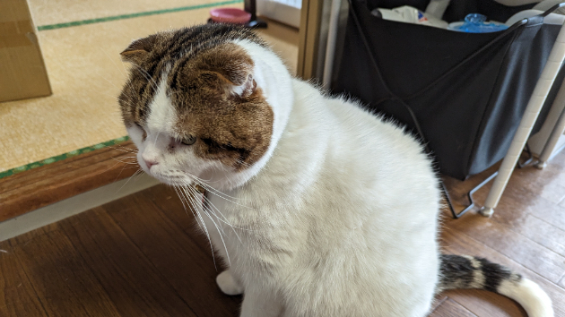 一寸した夢｜Sachiko Uchiyama｜coconalaブログ