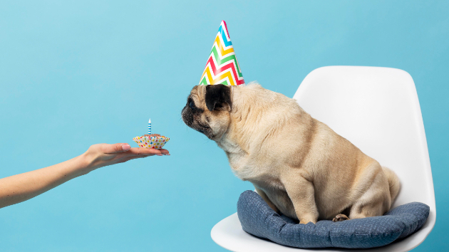 わんちゃんに誕生日の概念はあるの？｜Rey奈 ＊ ドッグライフアドバイザー｜coconalaブログ