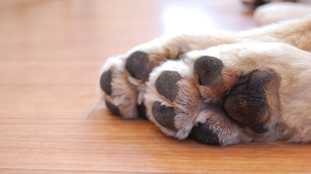 知ってる？肉球の名前！｜Rey奈 ＊ ドッグライフアドバイザー｜coconalaブログ