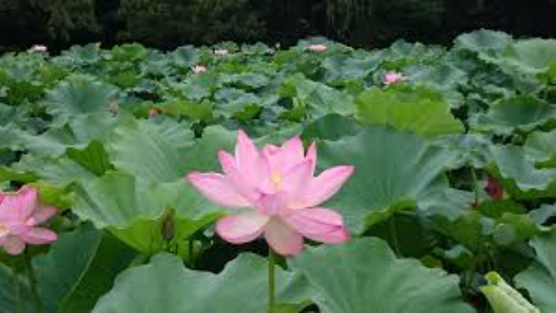 陰陽道口伝「式神の印」教えます☆式神の力で願望を世界に伝える秘儀｜konsan｜coconalaブログ