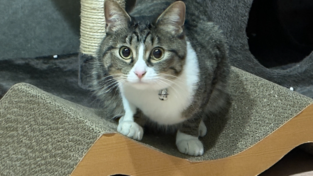 出品サービス購入前の相談について｜パソコン設定・修理サポート ポッポPC｜coconalaブログ