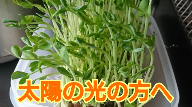 太陽の重要性(^^)｜早苗♡sanae｜coconalaブログ