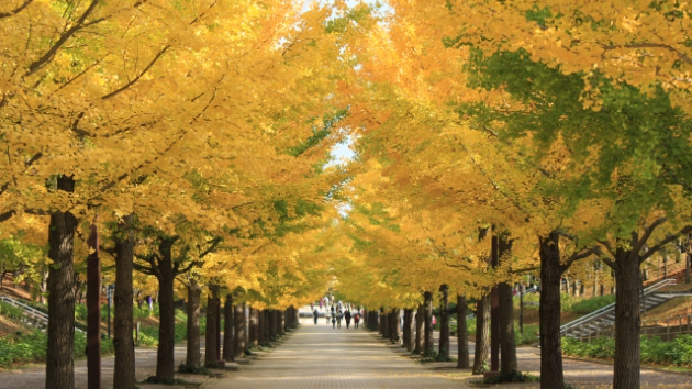 11月の吉日と幸運体質｜murmur123｜coconalaブログ