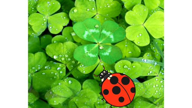 見かけたら幸運の前兆かも｜majic morment｜coconalaブログ