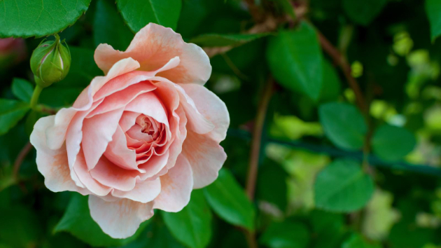 占い 6月9日 これから 2024｜エリ 778｜coconalaブログ