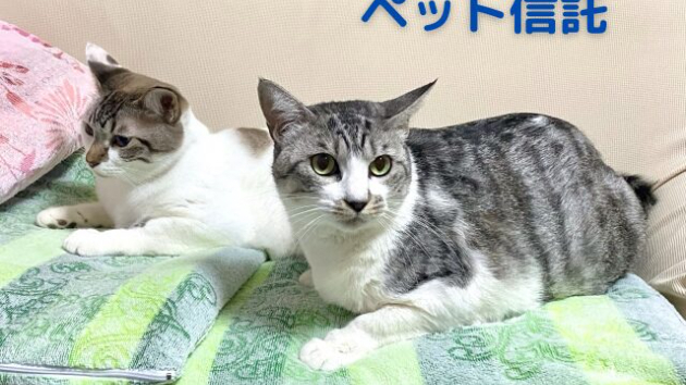 自分の死後、大切なペットの生活を守る！ペット信託とは？その詳細を解説します。｜行政書士たかはし法務・FP事務所｜coconalaブログ