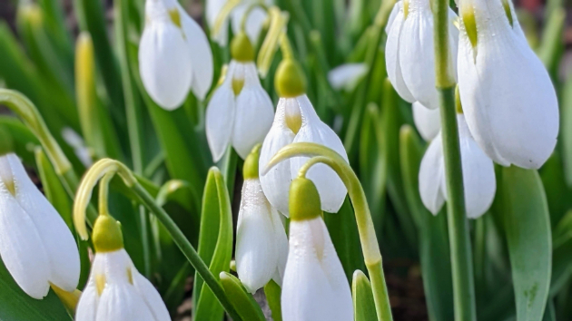 二・二六事件の日｜紫光【SHIKO】遠隔透視鑑定士｜coconalaブログ