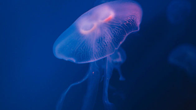 感情の脱同一化と日常の運動の関係｜kazaar｜coconalaブログ