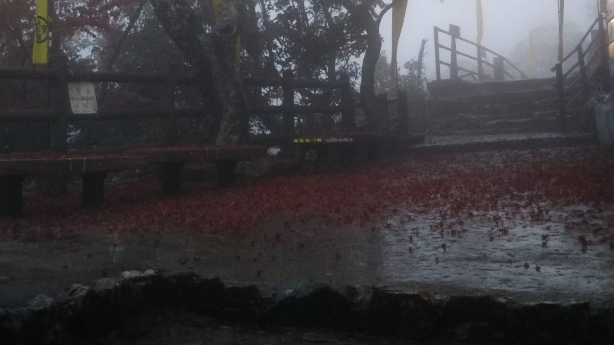 小雪の楓｜nuneno｜coconalaブログ