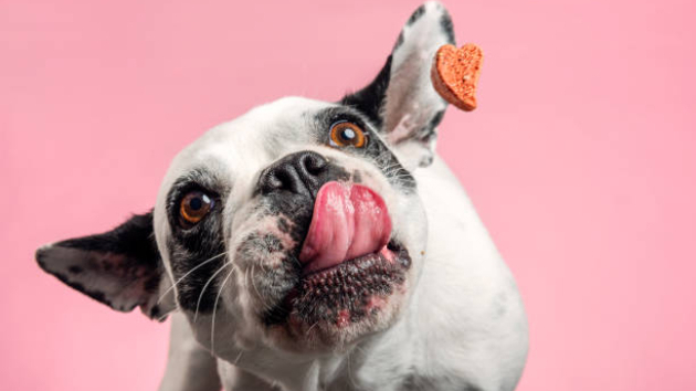 わんちゃんの味覚について｜Rey奈 ＊ ドッグライフアドバイザー｜coconalaブログ