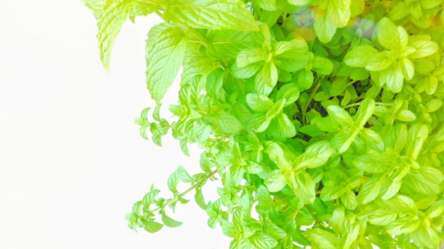 夏休み｜HARU｜coconalaブログ