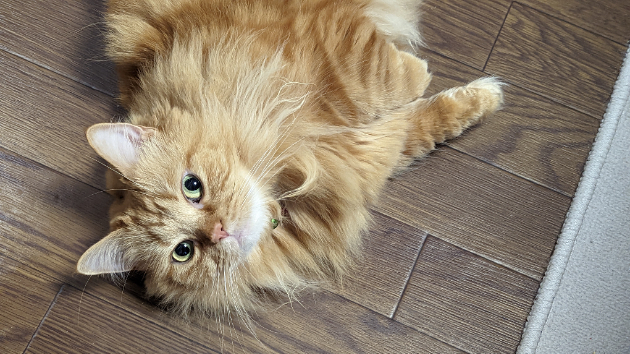 アルバイトの謎｜Sachiko Uchiyama｜coconalaブログ