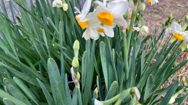 デザイナー回顧す｜ryuan1997｜coconalaブログ