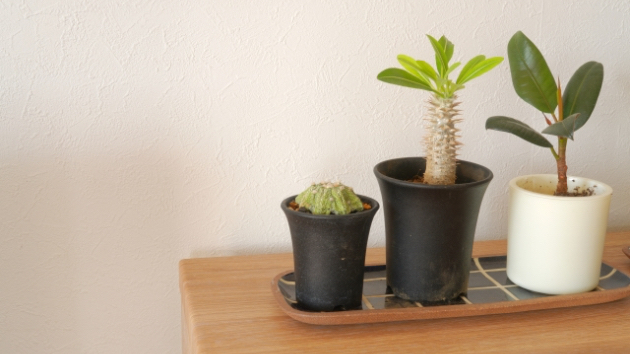 【ほのぼの日記通信♡第891号】早く起きて、サッカー観戦♡｜まーsa。♡ほのぼのブログ毎日配信♡｜coconalaブログ