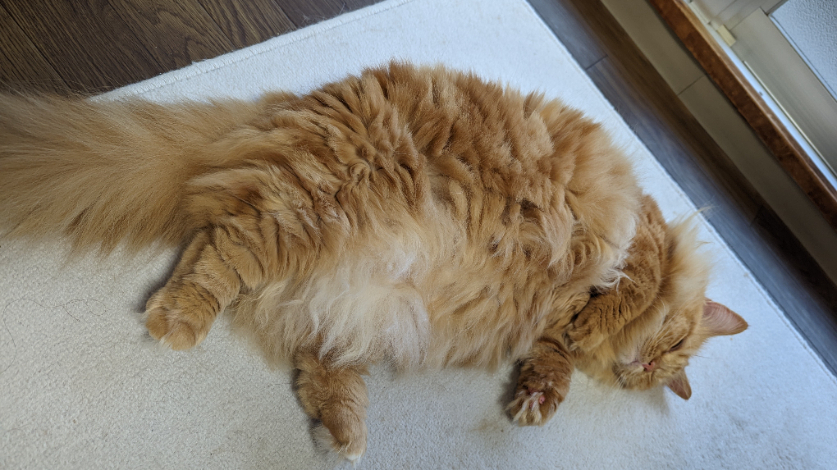 静謐な文｜Sachiko Uchiyama｜coconalaブログ