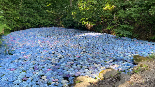 紅亜 クレアブログ一覧｜coconalaブログ