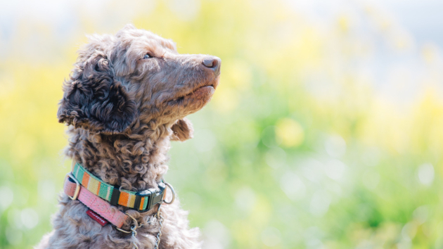 わんちゃんに蚊取り線香って大丈夫？｜Rey奈 ＊ ドッグライフアドバイザー｜coconalaブログ